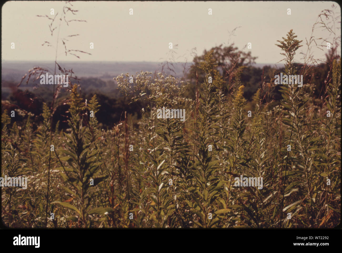 Overgrazed forest hi-res stock photography and images - Alamy