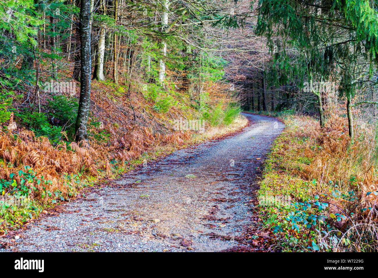 Curved path into mystic forest Stock Photo - Alamy