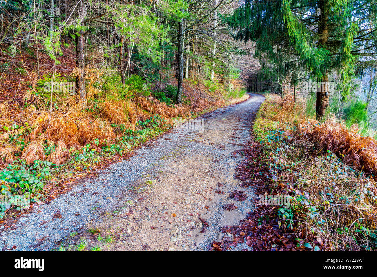 Mystic jungle forest thicket hi-res stock photography and images - Alamy
