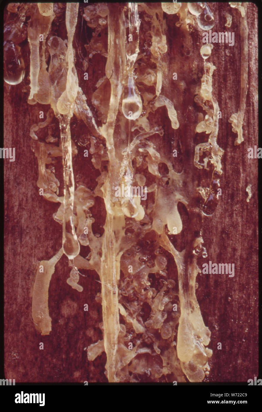CLOSEUP OF WHITE PINE SAP OOZING FROM A GASH THROUGH THE BARK AND ...