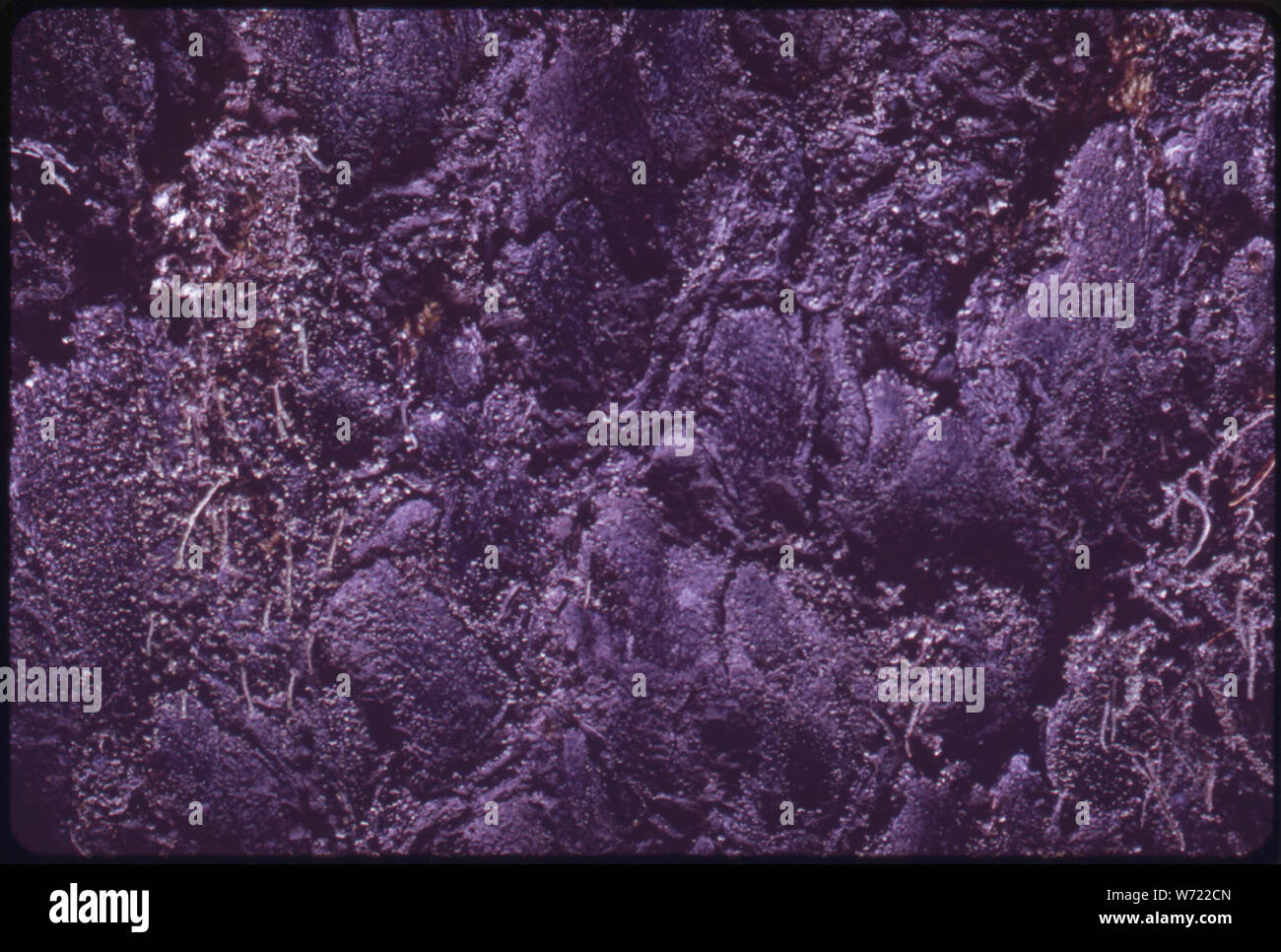 Mature spruce in the queets corridor of olympic national park hi-res ...