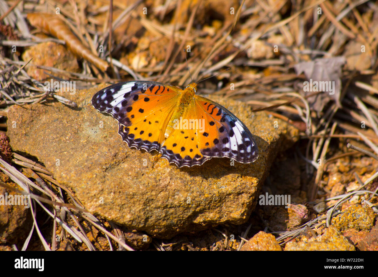colorful butterfly on stone Stock Photo - Alamy