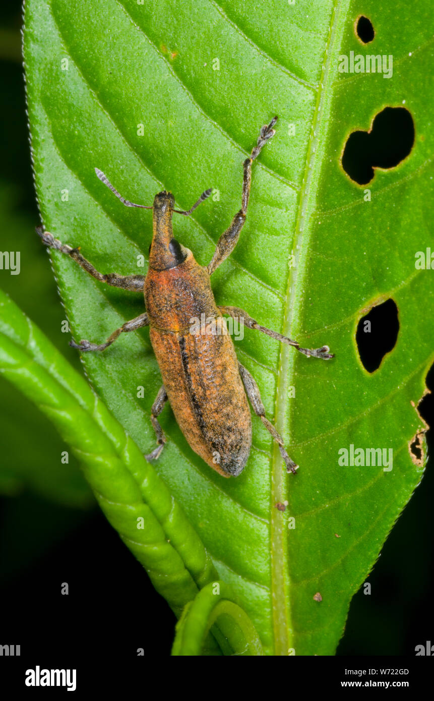 Weevil hole hi-res stock photography and images - Alamy