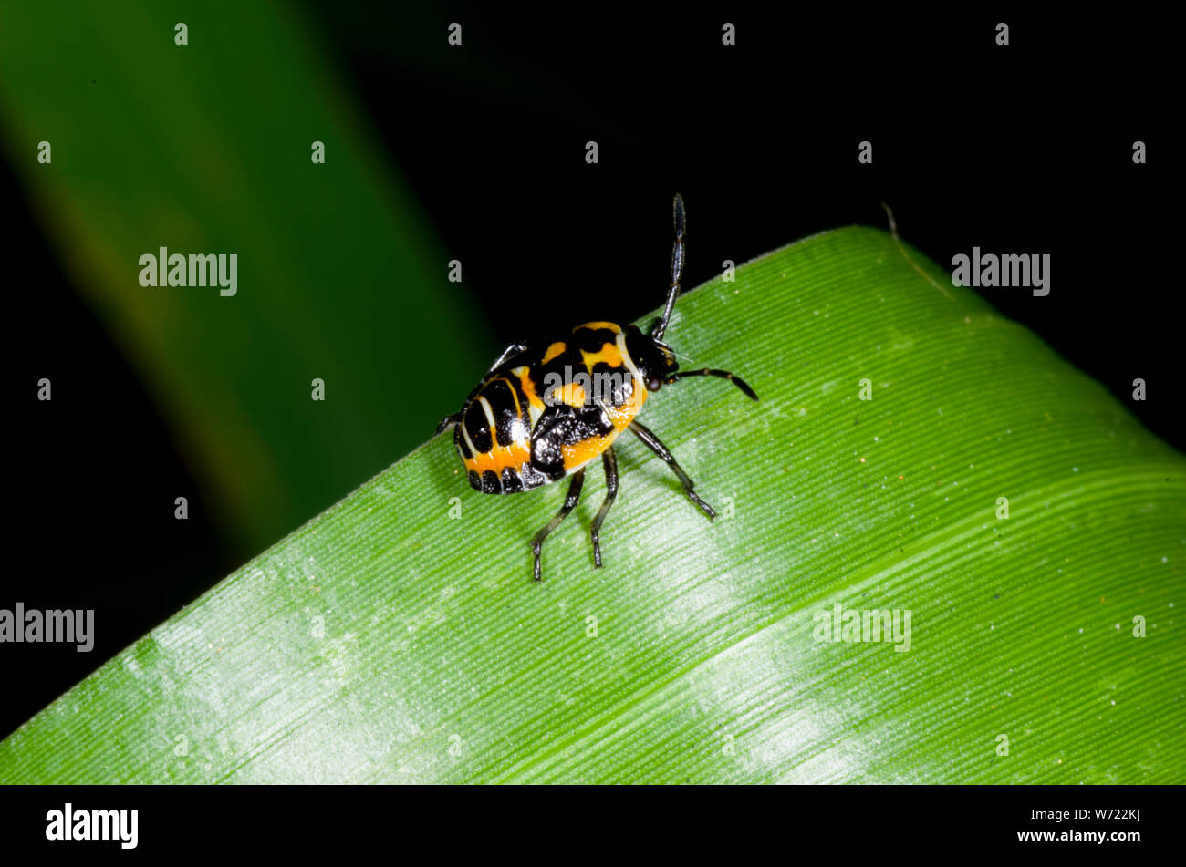 true bug on grass Stock Photo - Alamy