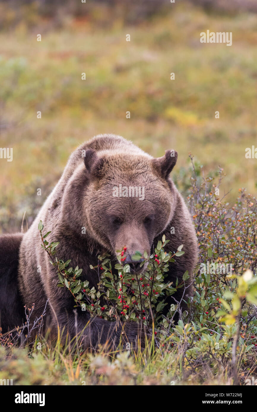 Grizzly Bear in Alaska in Autumn Stock Photo - Alamy