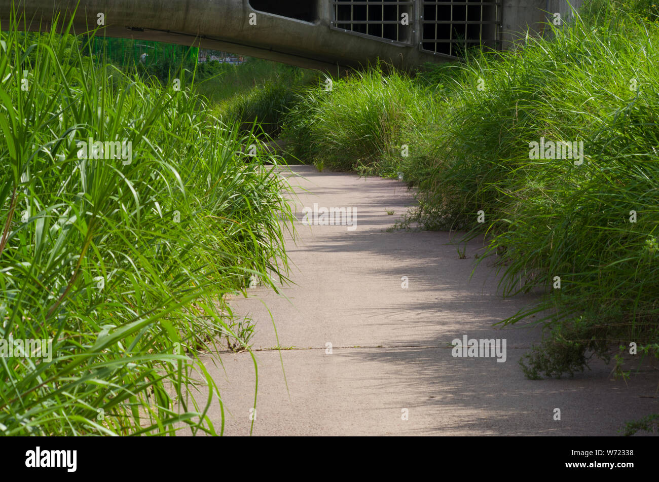 Deep grass hi-res stock photography and images - Alamy