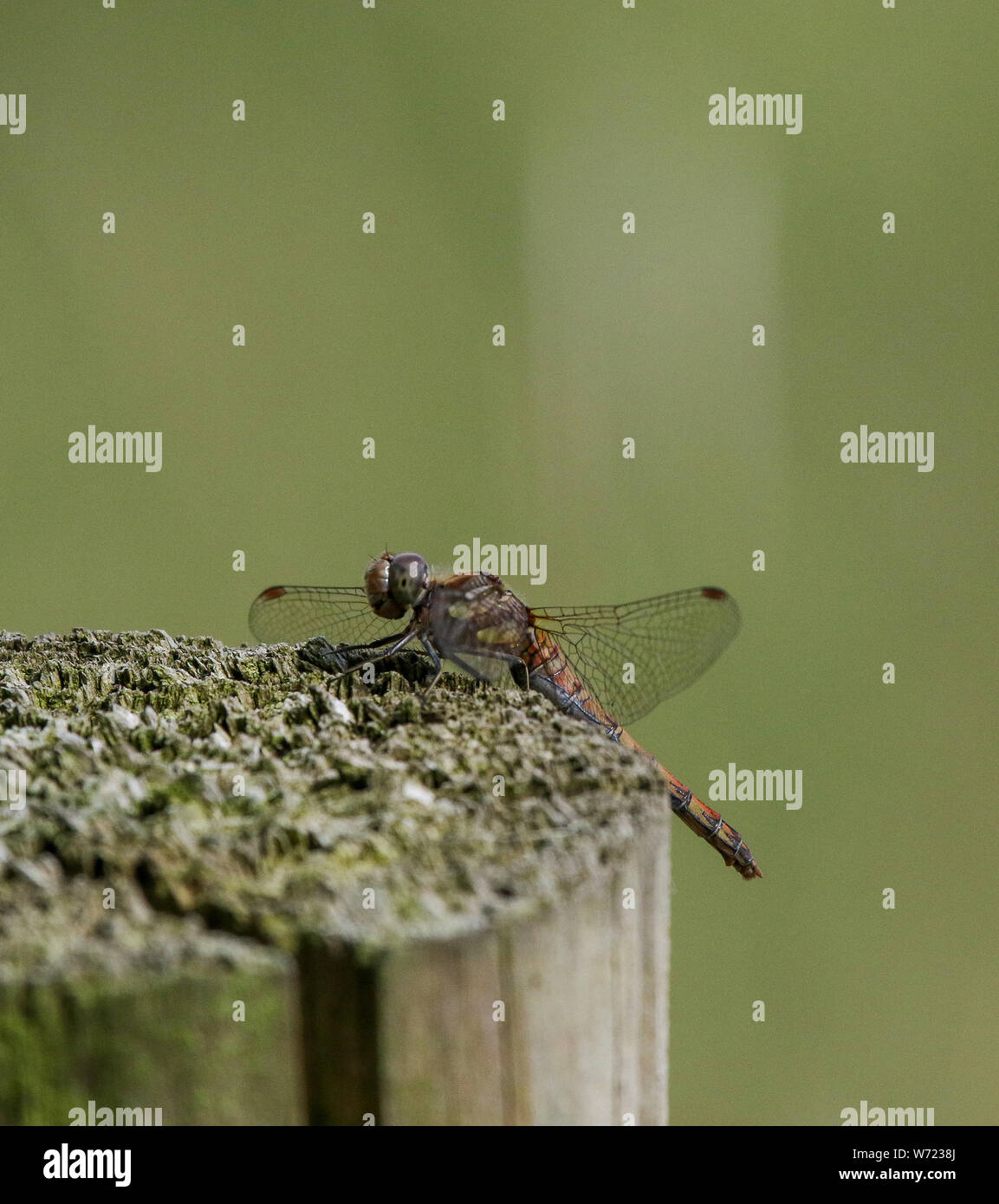 Portmore Lough, County Antrim, Northern Ireland. 04th Aug, 2019. UK ...