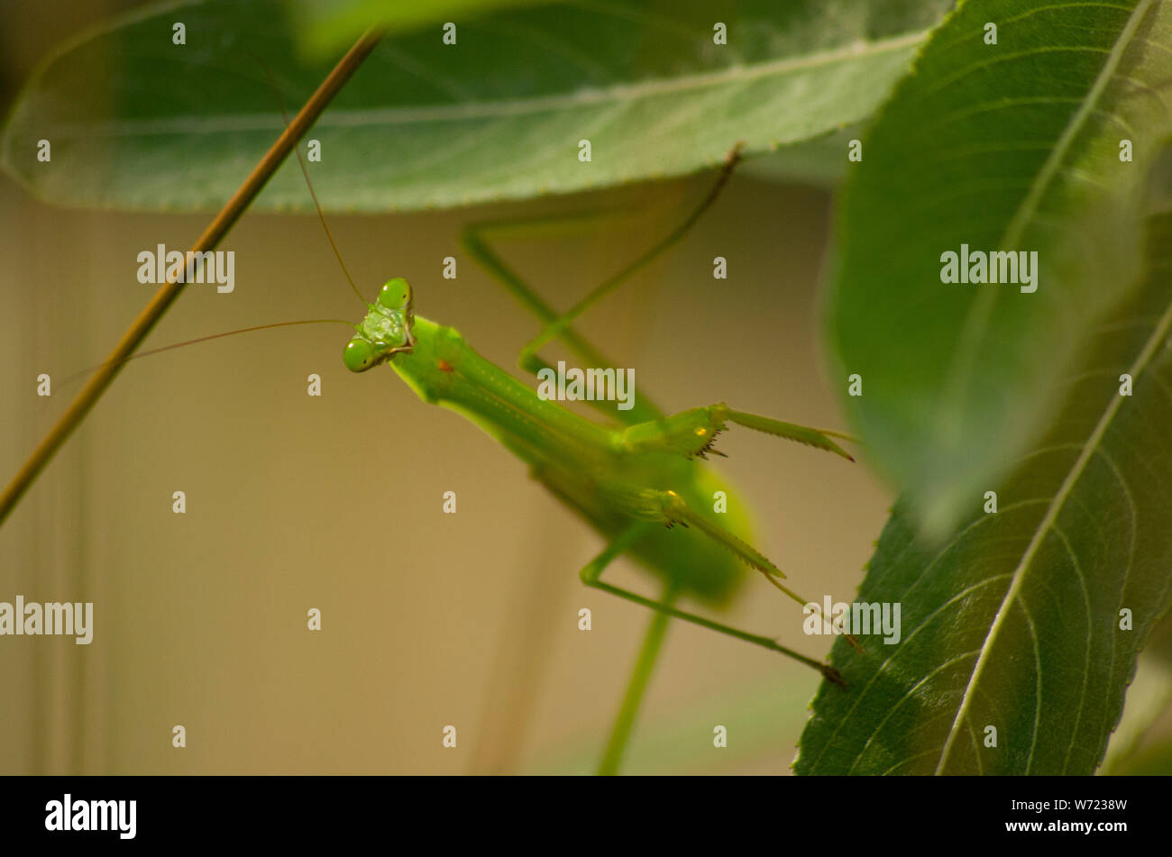green mantis on leaf Stock Photo - Alamy