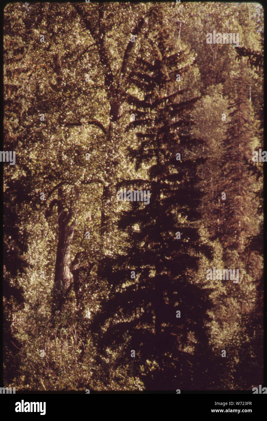 COTTONWOOD, WESTERN RED CEDAR AND ALDER ALONG THE NORTH FORK OF THE ...