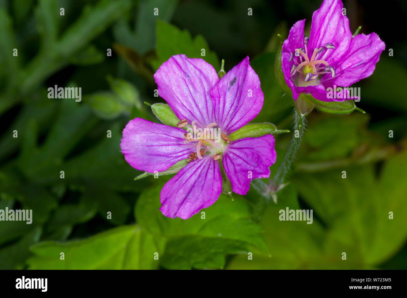 Cuphea flower hi-res stock photography and images - Alamy