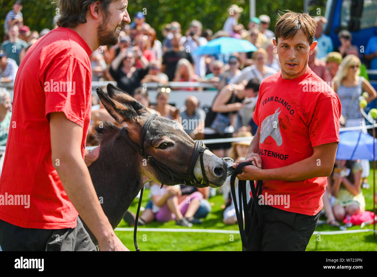 Donkey team hi-res stock photography and images - Alamy