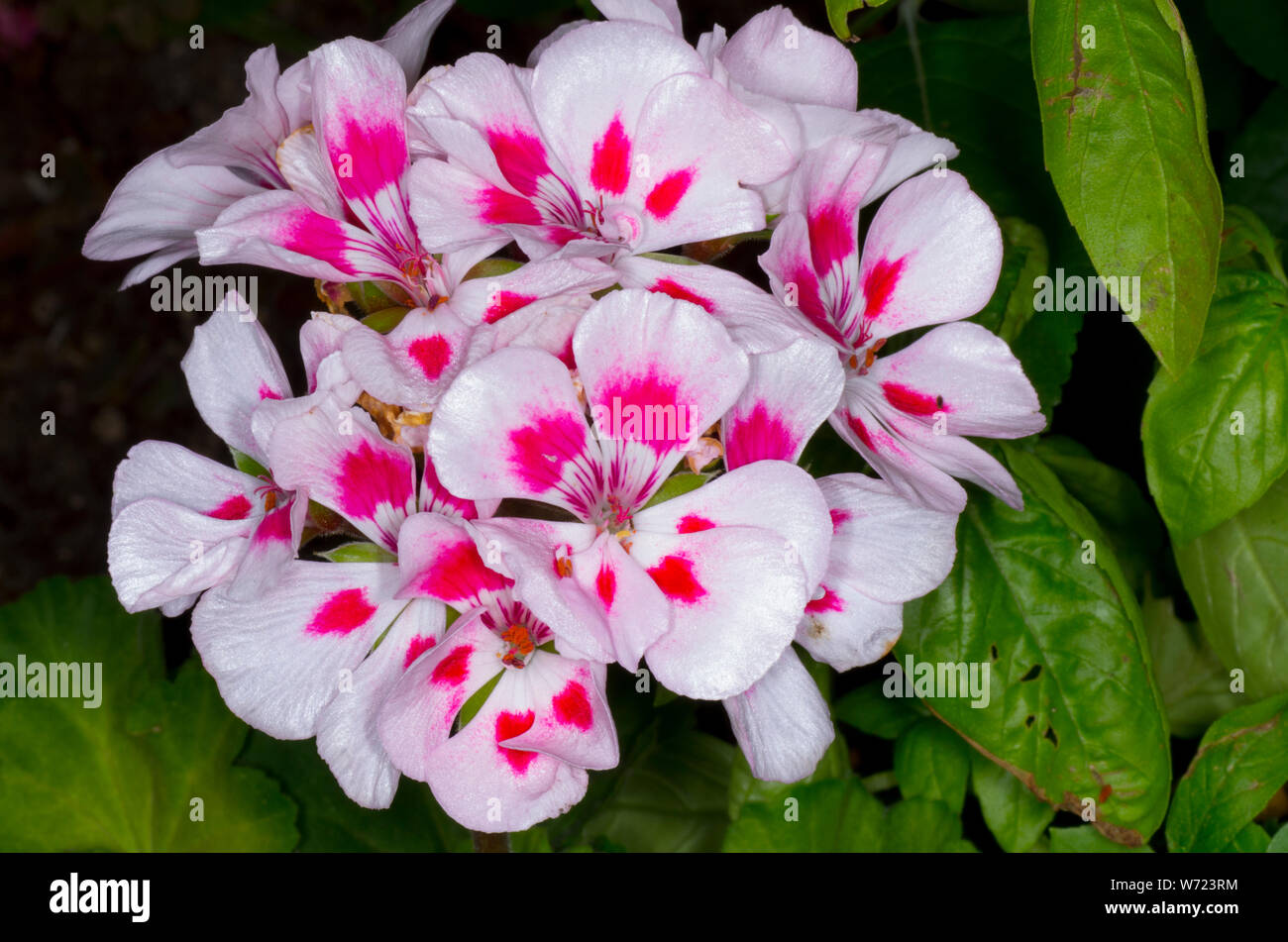 Pink flower in spring hi-res stock photography and images - Alamy