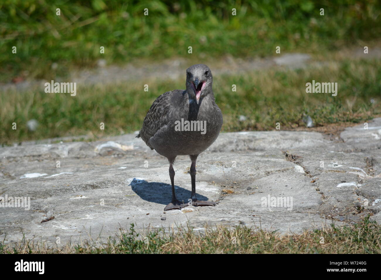 Gulls (Seagulls) on Appledore Island, Isle of Shoals, Maine Stock Photo ...