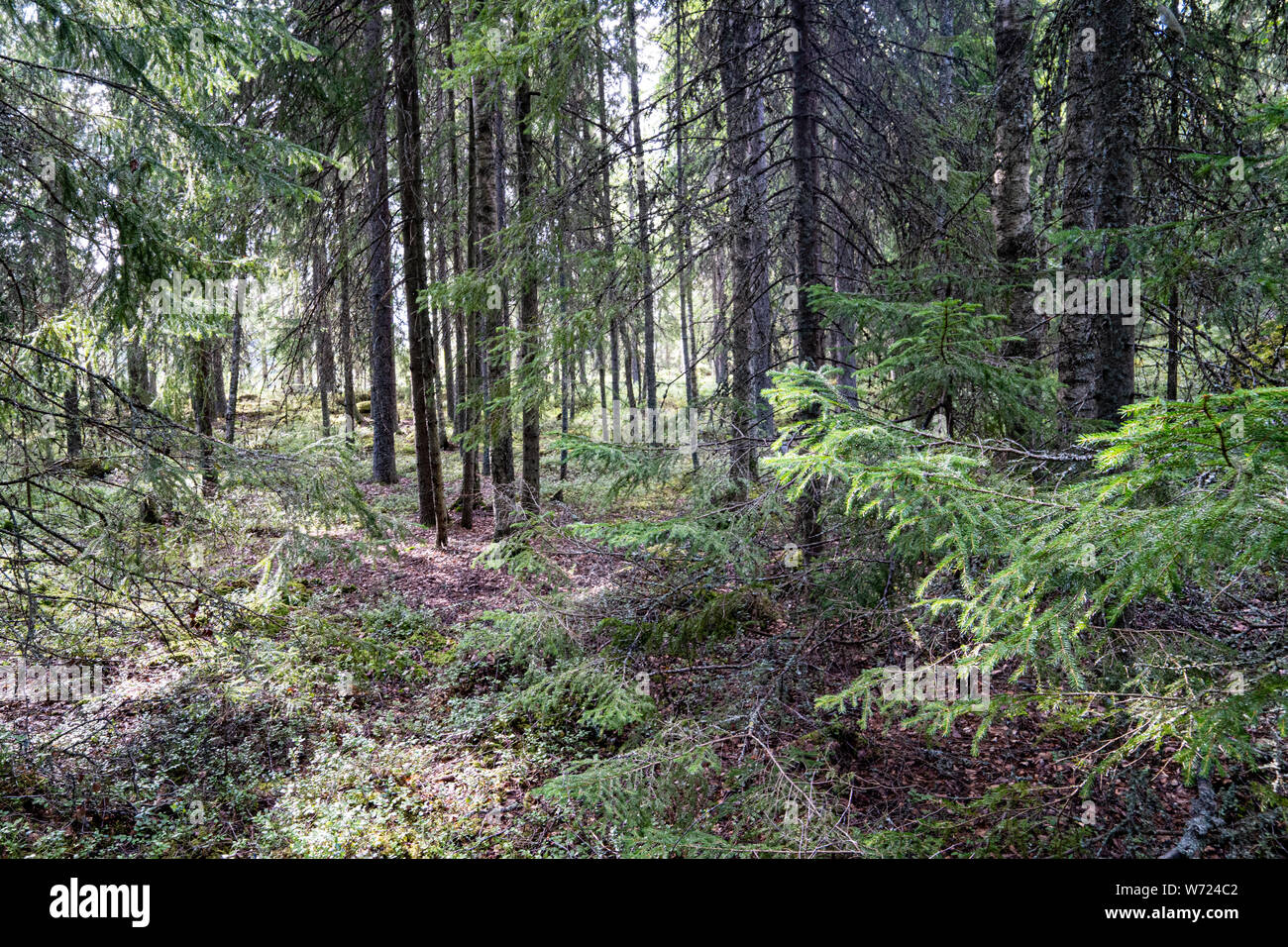 Forest on Storön island on Mögreven lake,Värmland, Sweden Stock Photo ...