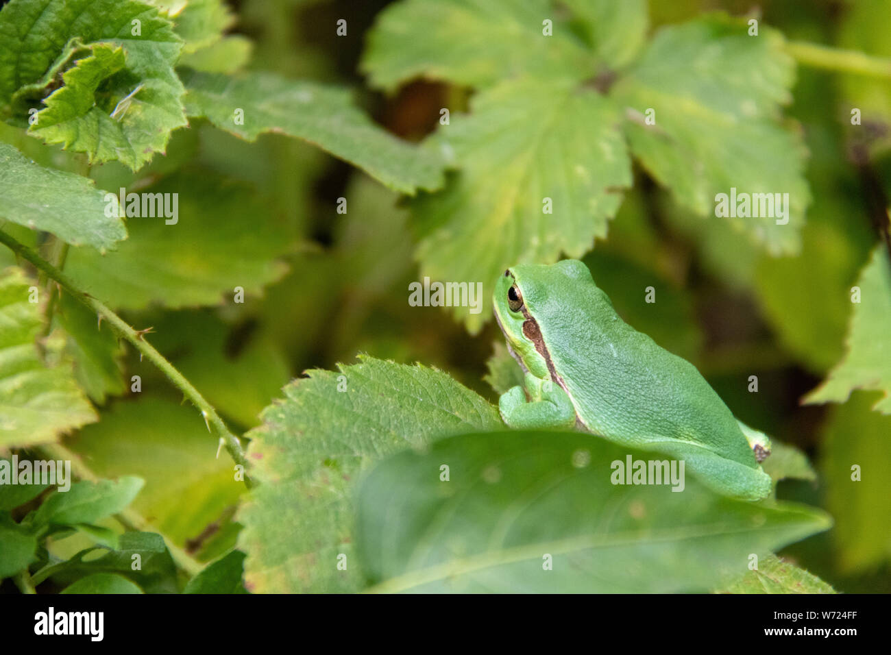 European Tree Frog Stock Photo - Alamy