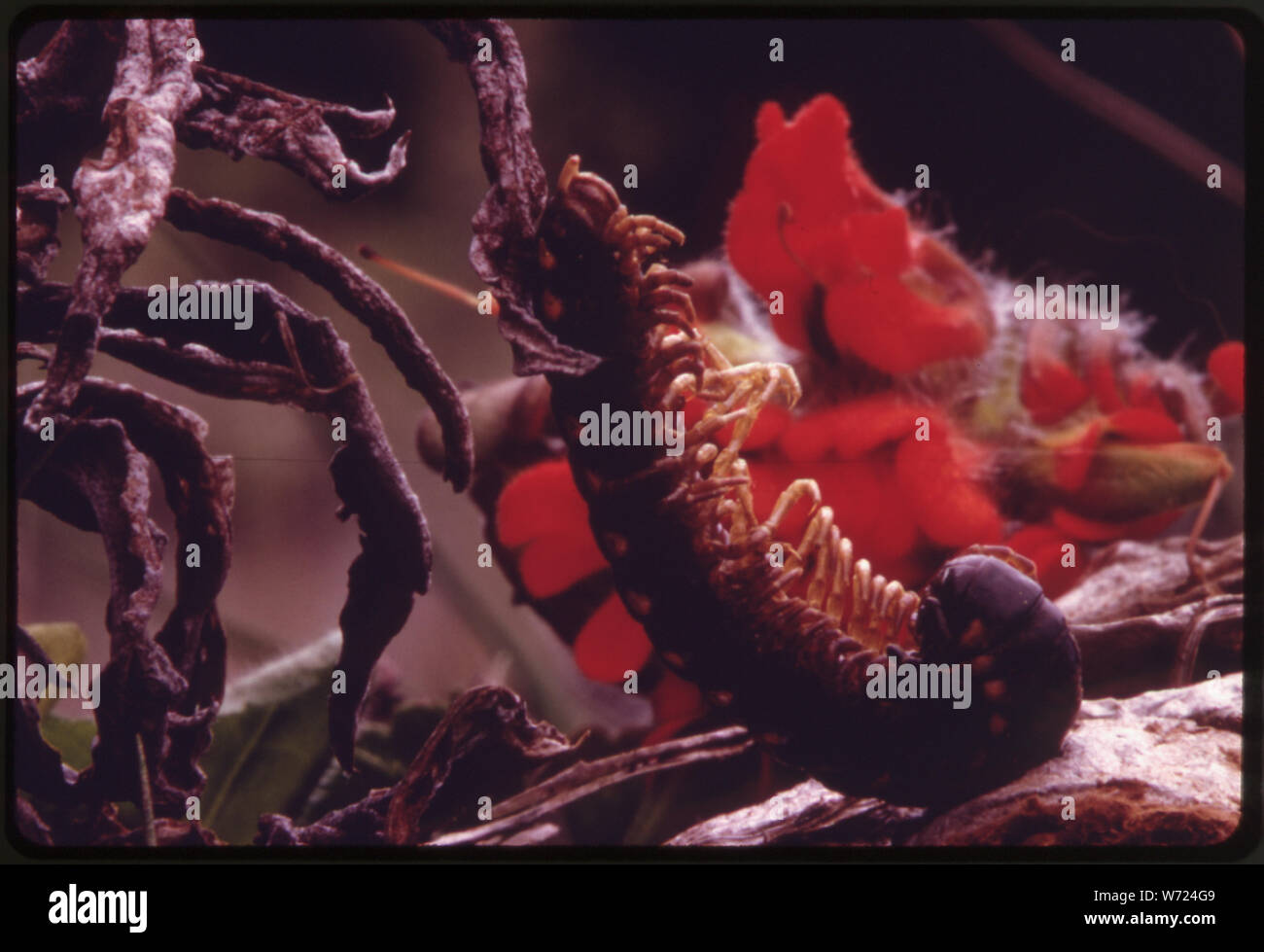 Dead centipede in year old clear cut area in olympic national ...