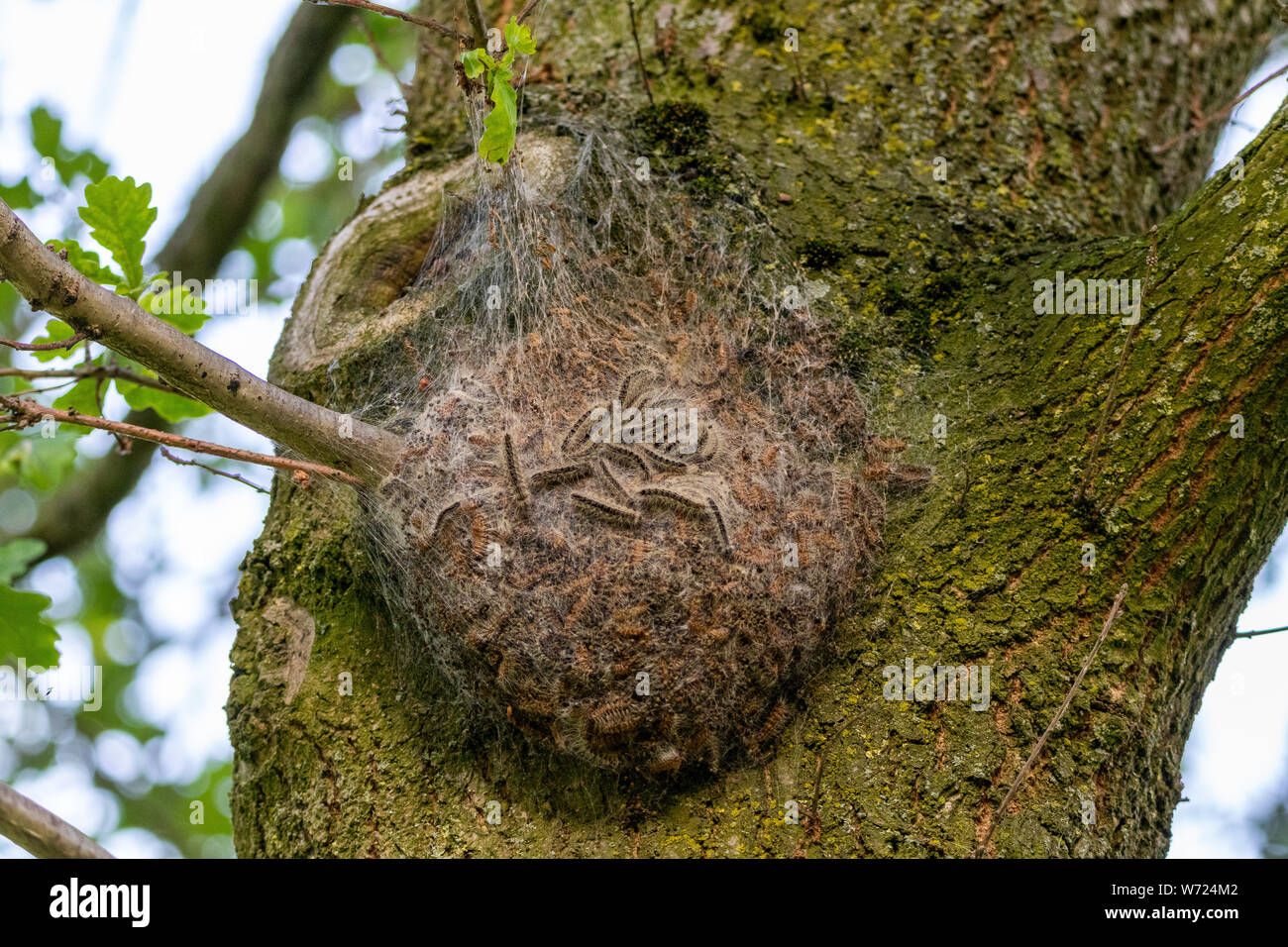Caterpillar rash hi-res stock photography and images - Alamy