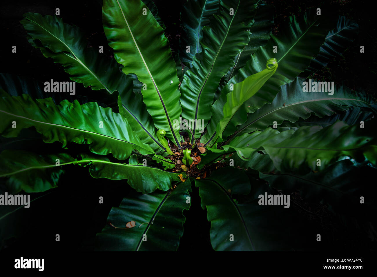 Jungle tree hi-res stock photography and images - Alamy