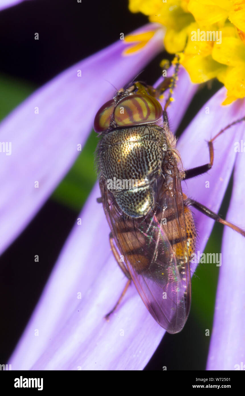 flower fly on violet daisy. the fly has eccentric eyes Stock Photo - Alamy