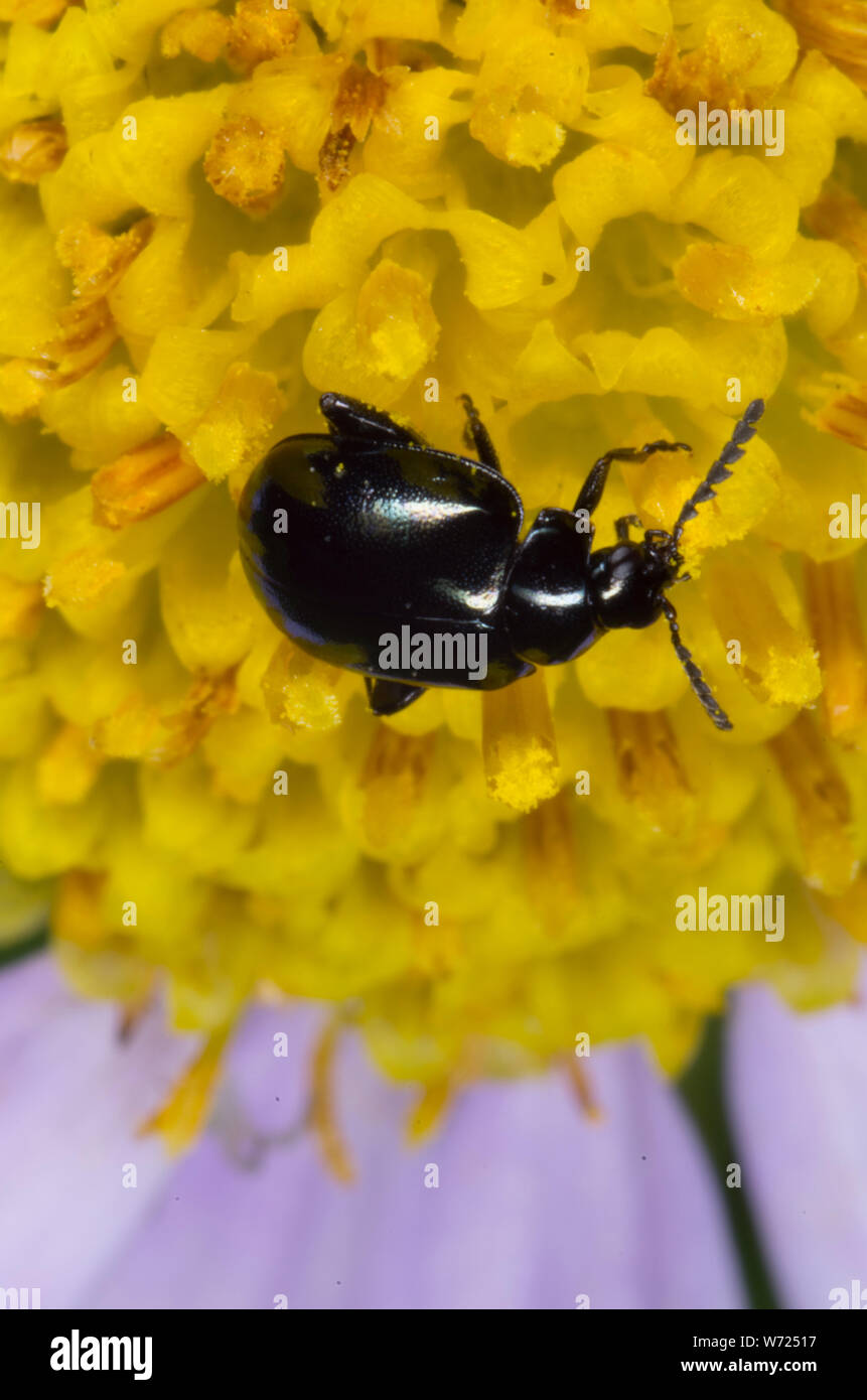 Beetle on daisy flower hi-res stock photography and images - Alamy