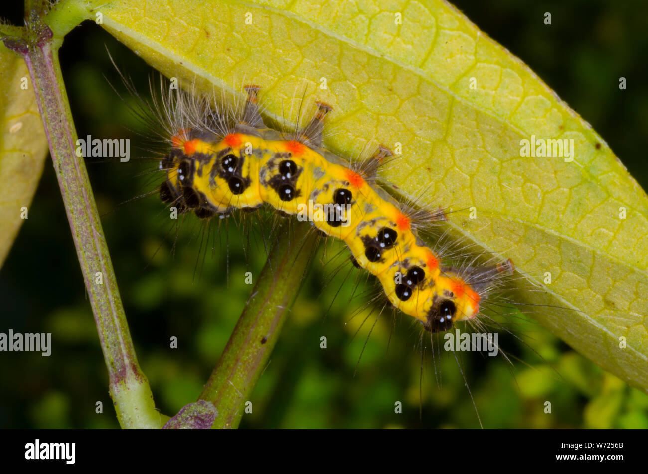 larva, caterpillar of butterfly Stock Photo - Alamy