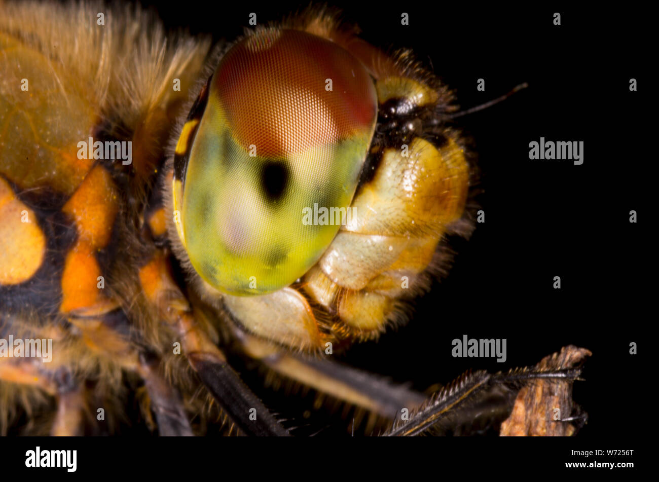 Dragonflys hi-res stock photography and images - Alamy