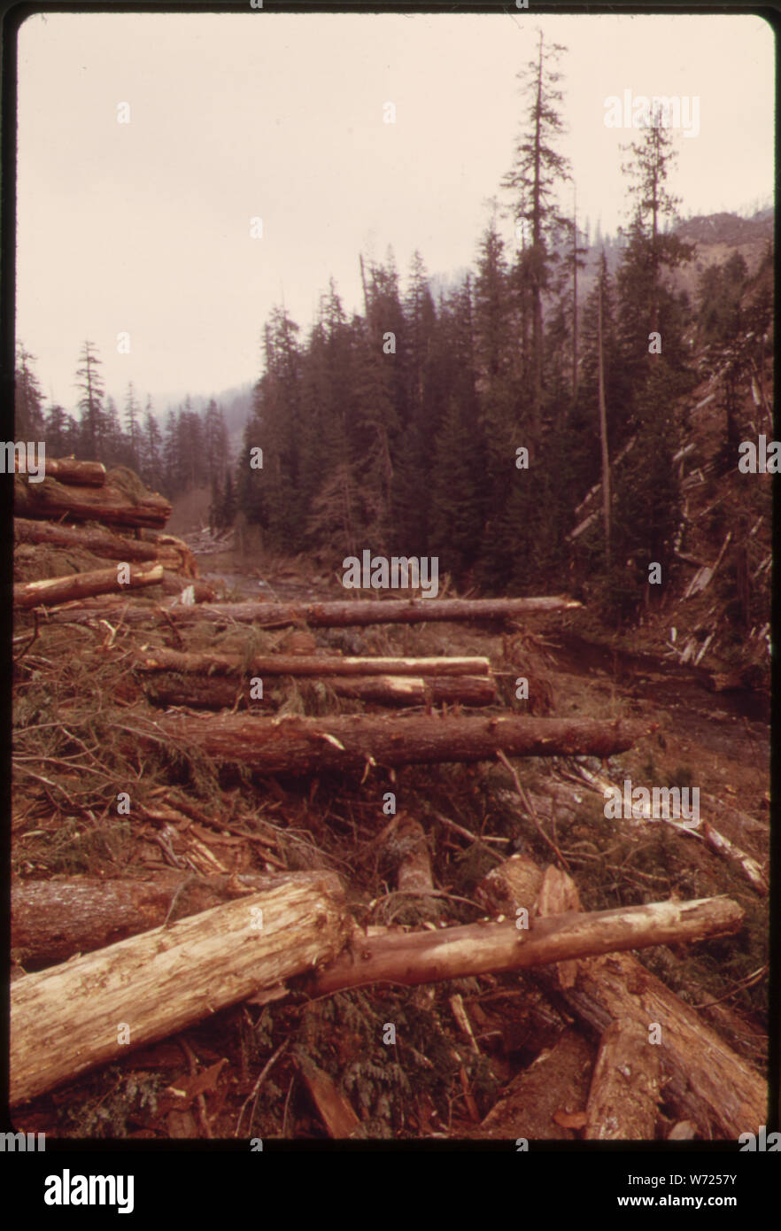 DOUGLAS FIR AND HEMLOCK LOGS ON THE CANYON RIVER DRAINAGE SYSTEM IN ...