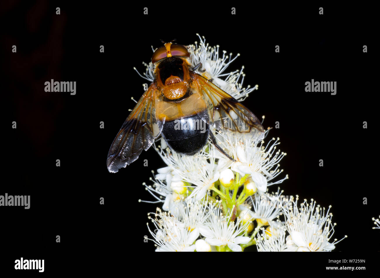 closeup of flower fly on white flower Stock Photo - Alamy