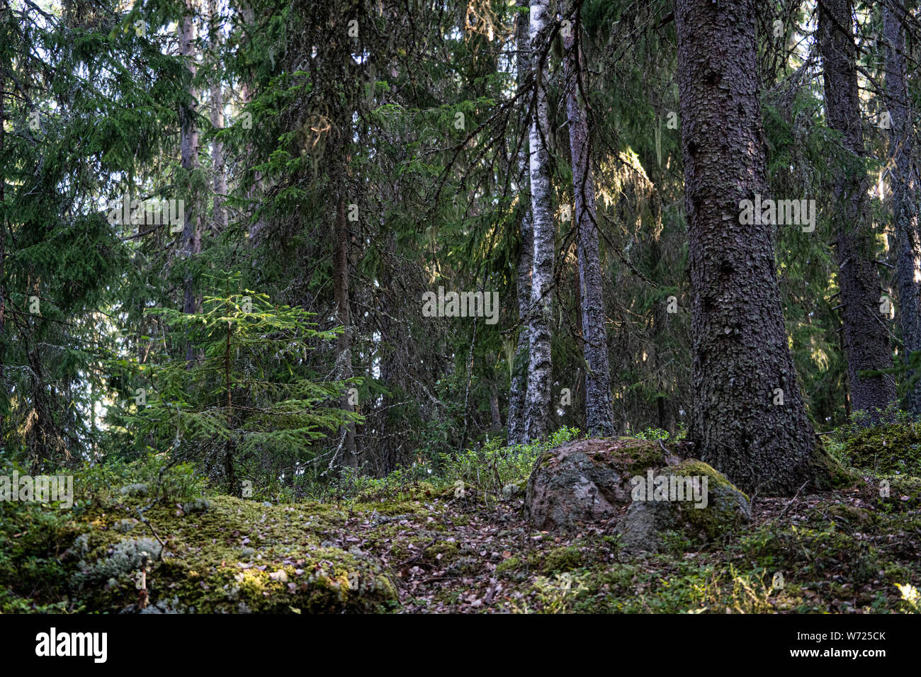 Forest on Storön island on Mögreven lake,Värmland, Sweden Stock Photo ...