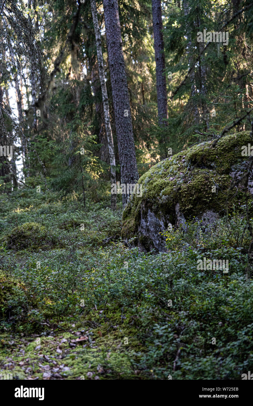 Forest on Storön island on Mögreven lake,Värmland, Sweden Stock Photo ...