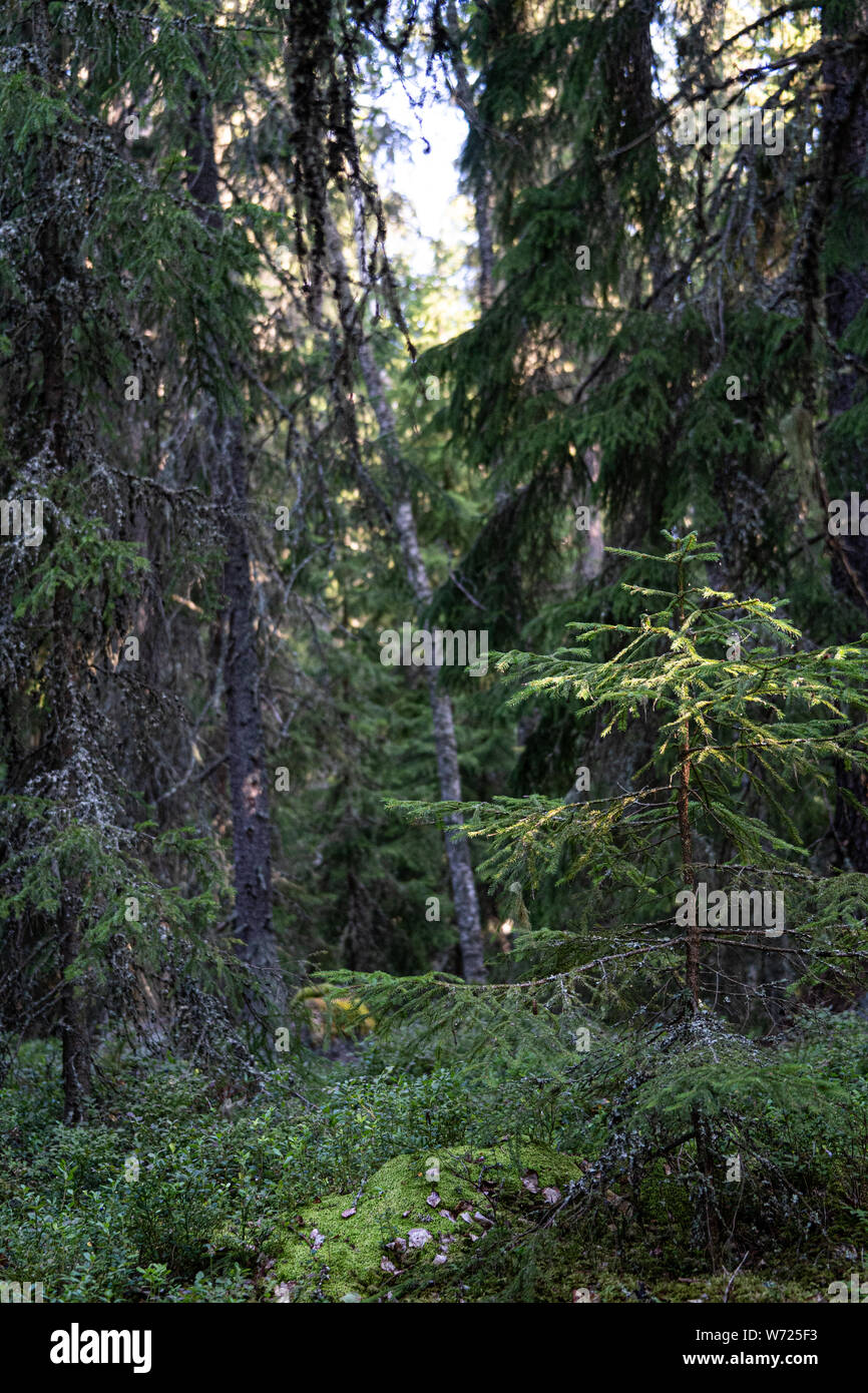 Sweden varmland lake hi-res stock photography and images - Alamy