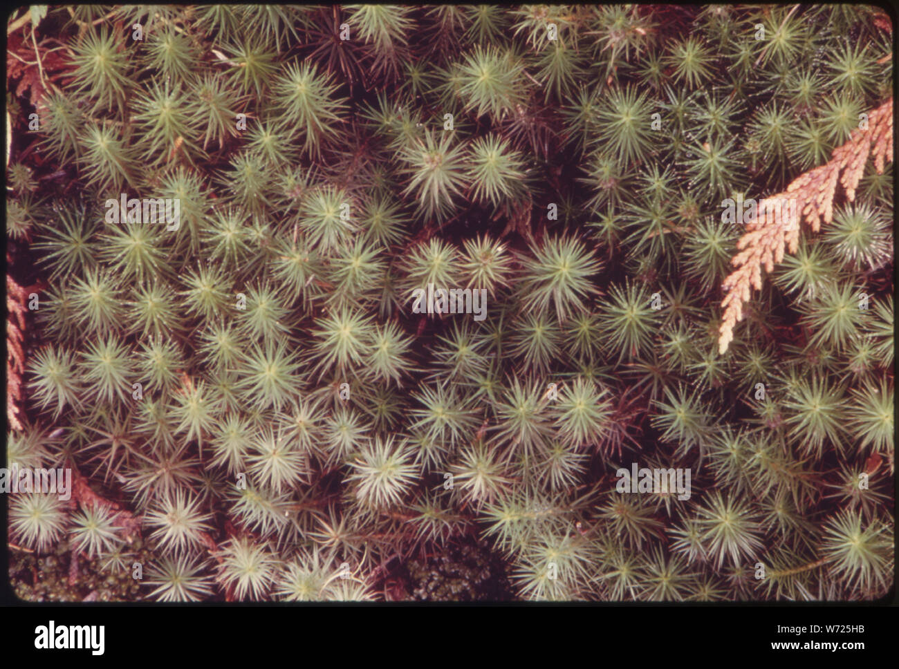 DRY GROUND MOSS COVER IN A DOUGLAS FIR FOREST IN OLYMPIC NATIONAL PARK ...