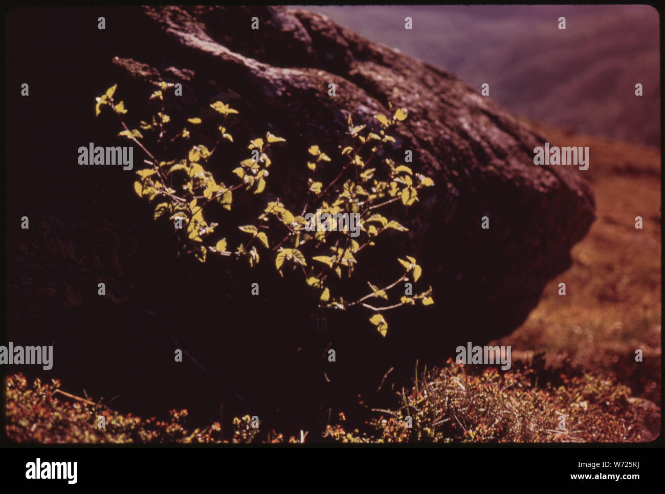 Dwarf paper birch betula papyrifera hi-res stock photography and images ...