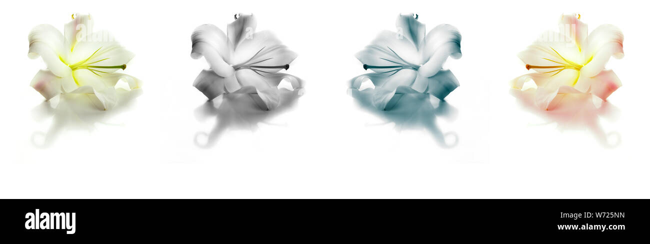 High resolution floral panoramic photographic montage of Lily flower ...