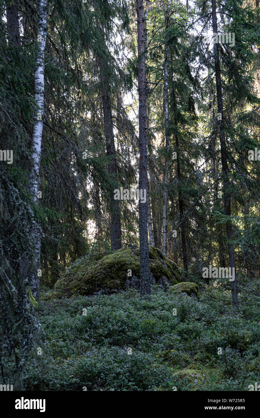 Forest on Storön island on Mögreven lake,Värmland, Sweden Stock Photo ...