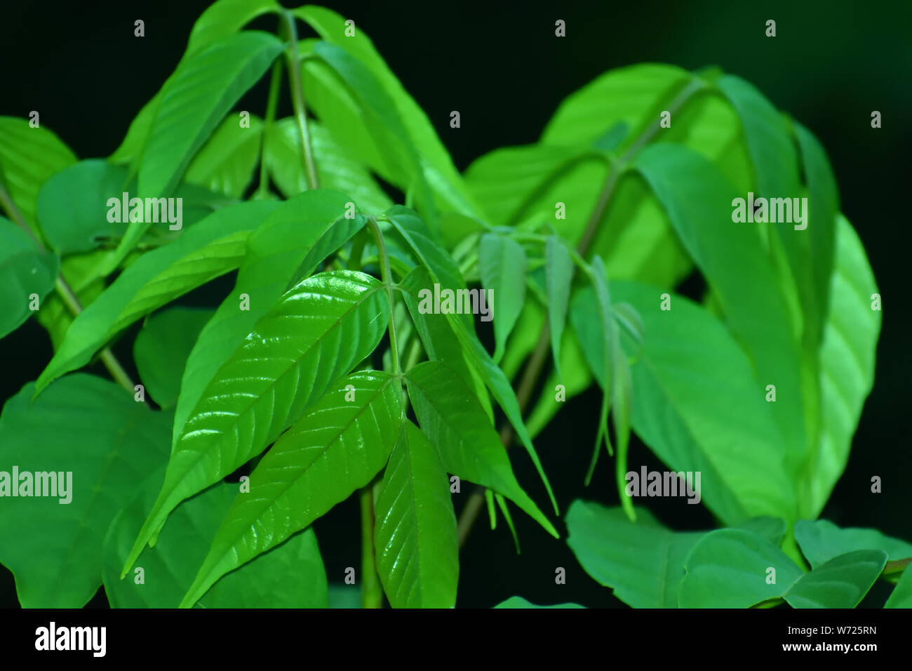 Super leaf wallpaper hi-res stock photography and images - Alamy