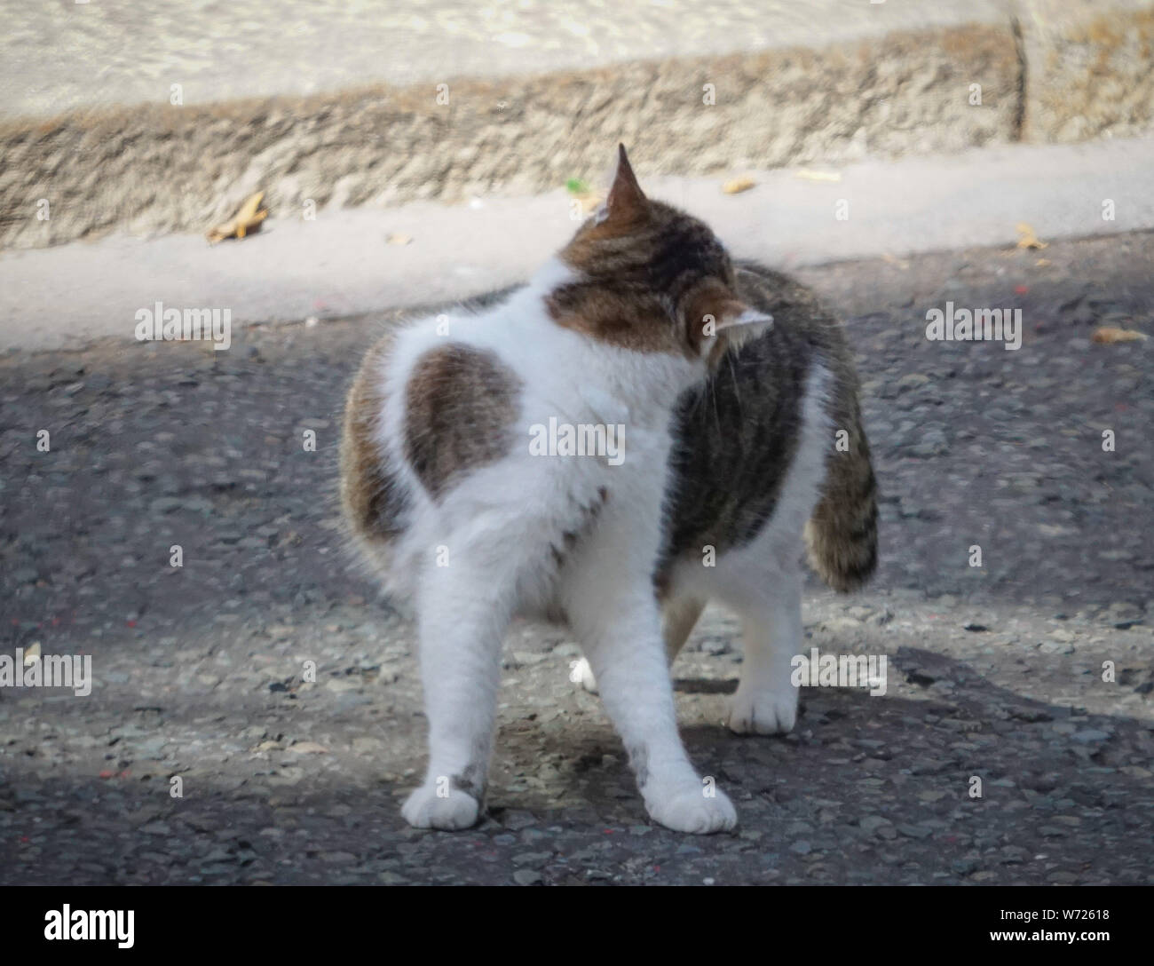 Uk prime minister official residence hi-res stock photography and ...