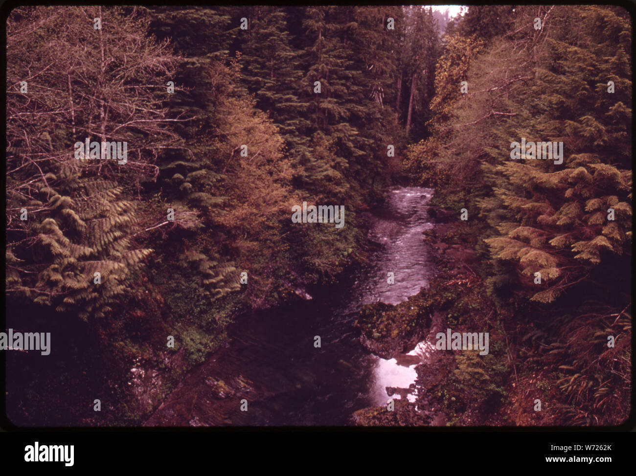 EAST FORK OF THE HUMPTULIPS RIVER IN THE OLYMPIC NATIONAL TIMBERLAND ...