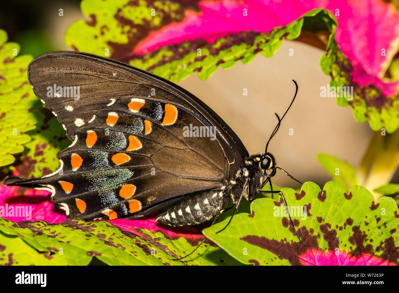 Spicebush Swallowtail Butterfly High Resolution Stock Photography and Images - Alamy