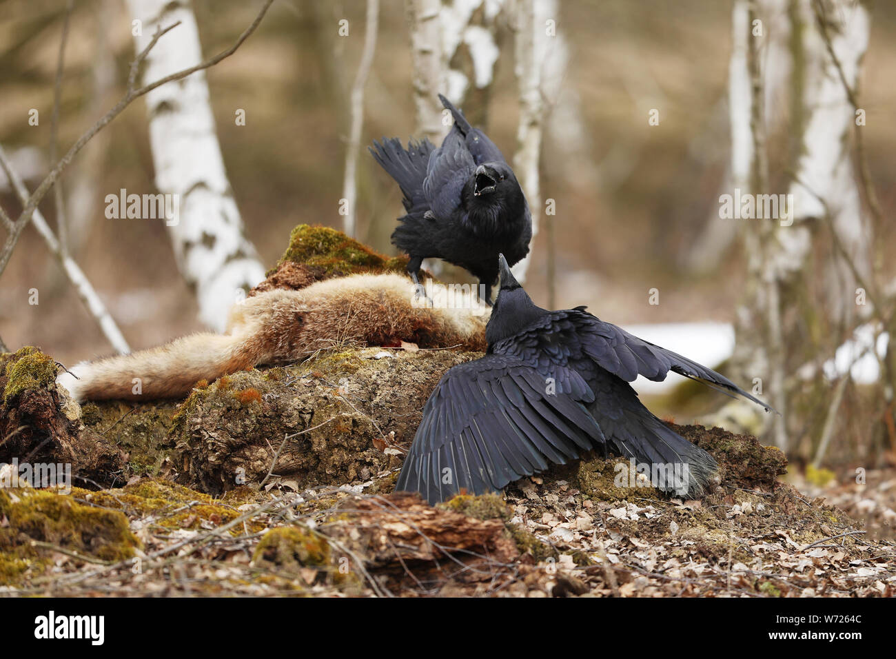 Raven with prey hi-res stock photography and images - Alamy