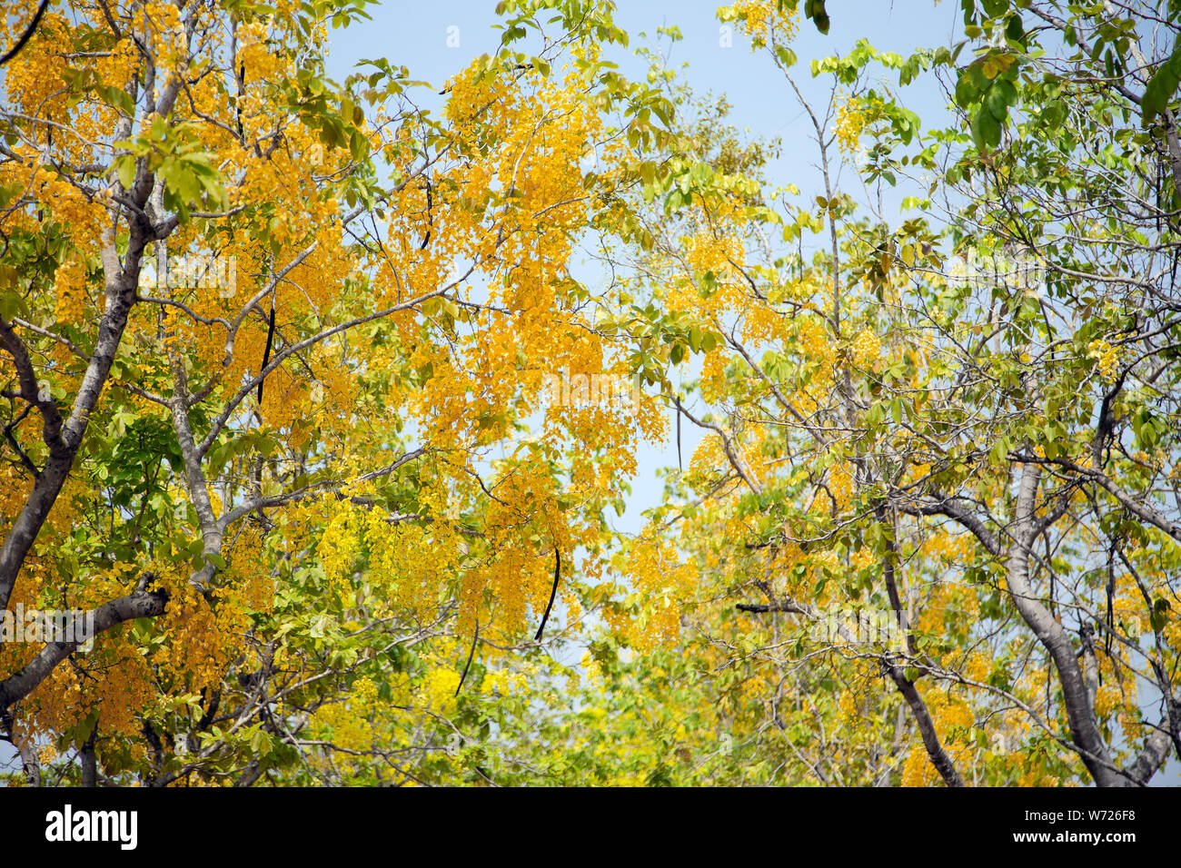 Cassia tree hi-res stock photography and images - Alamy