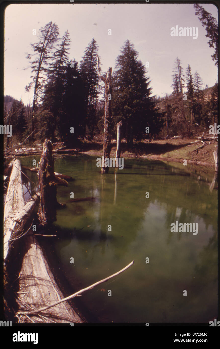 Entrophication in satsop lake in olympic national timberland hi-res ...