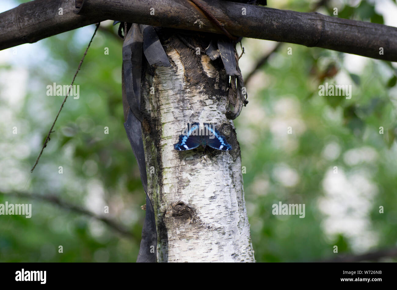 Blue butterfly on tree hi-res stock photography and images - Alamy