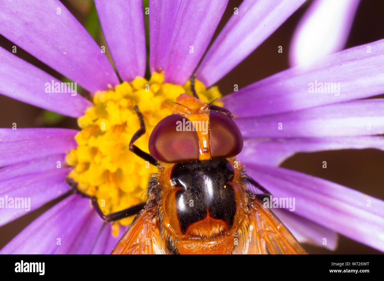 closeup of flower fly on violet daisy Stock Photo - Alamy