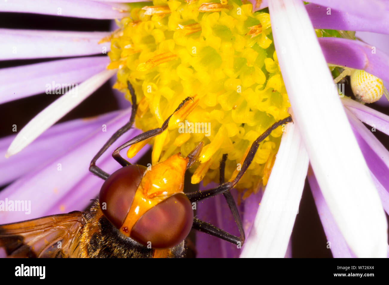 closeup of flower fly on violet daisy Stock Photo - Alamy
