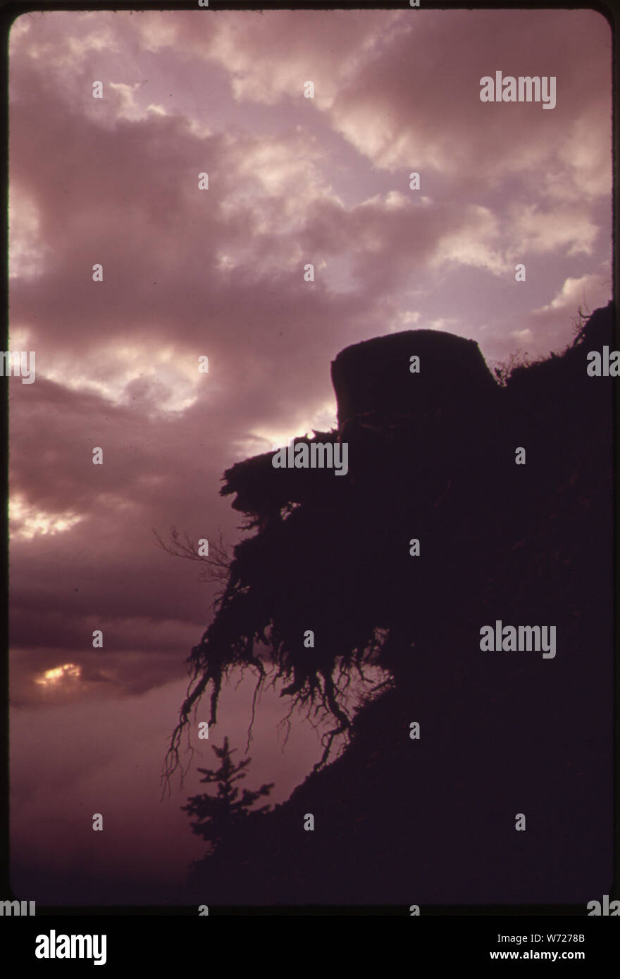EXPOSED TREE ROOTS ARE SILHOUETTED ON AN ERODED HILLSIDE IN OLYMPIC ...