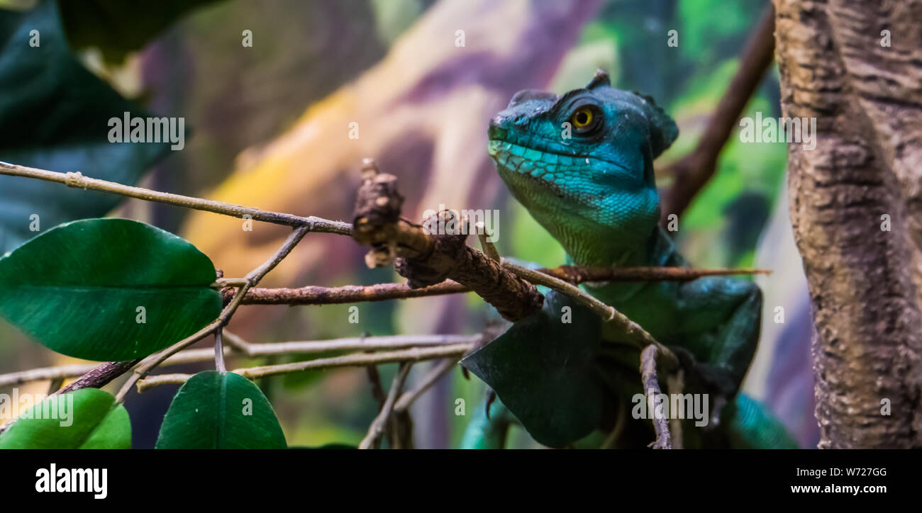 Plumed basilisk basiliscus plumifrons female hi-res stock photography ...