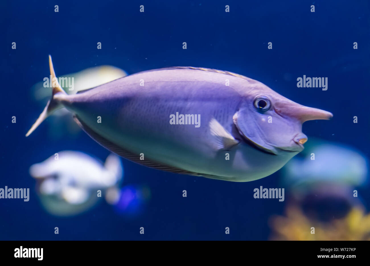 Unicorn fish hi-res stock photography and images - Alamy
