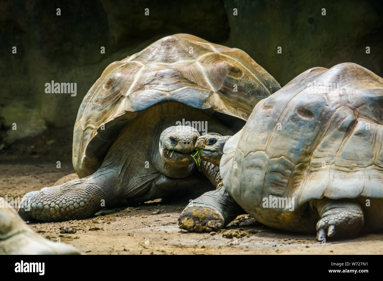intimate galapagos tortoise couple with their head together, Vulnerable ...