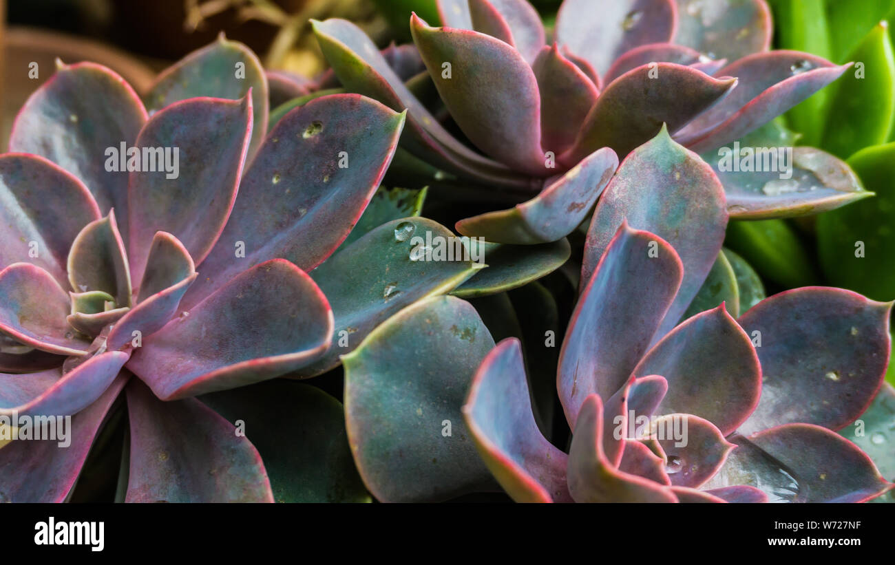 Thick leaves succulent hi-res stock photography and images - Alamy